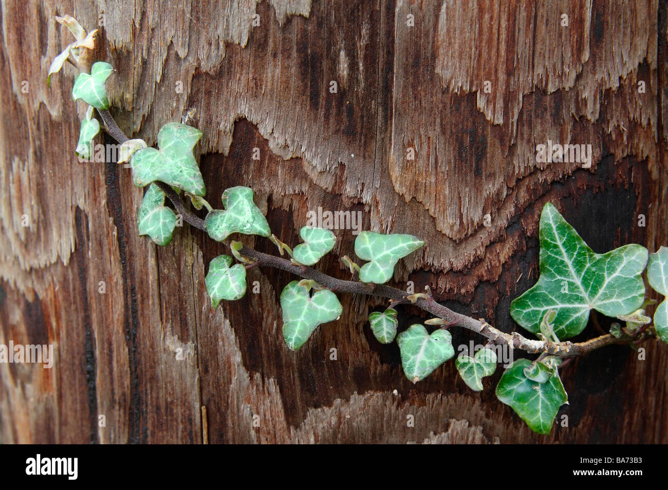 Tige rampante Banque de photographies et d’images à haute résolution ...