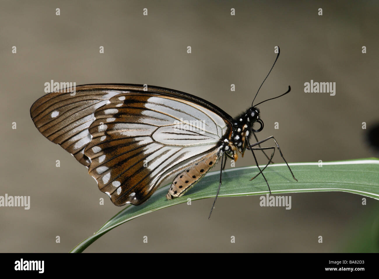 Papilio dardanus femelles Banque de photographies et d’images à haute ...