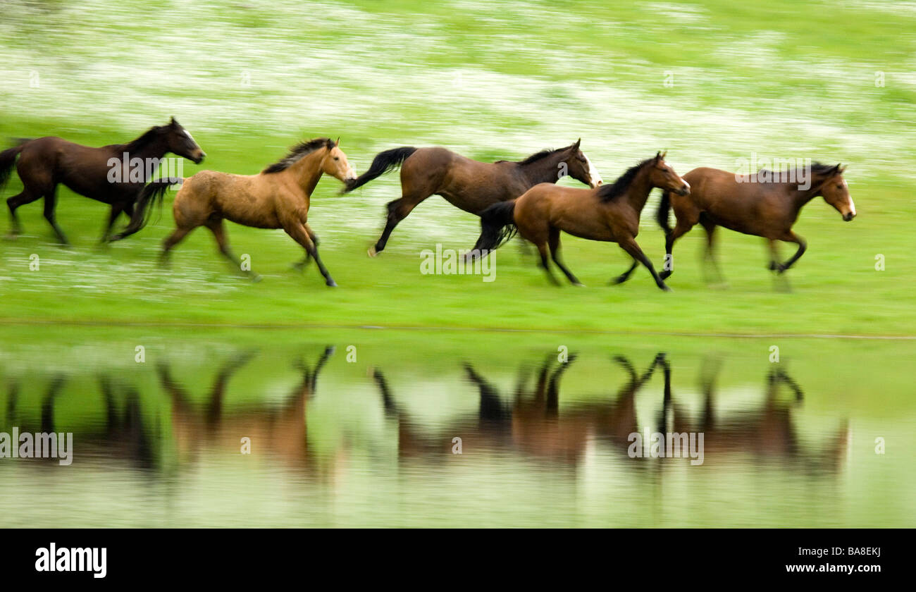 Troupeau de chevaux eau Banque de photographies et d’images à haute ...