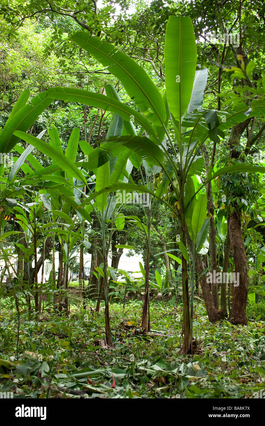 Banana tree Banque de photographies et d’images à haute résolution - Alamy