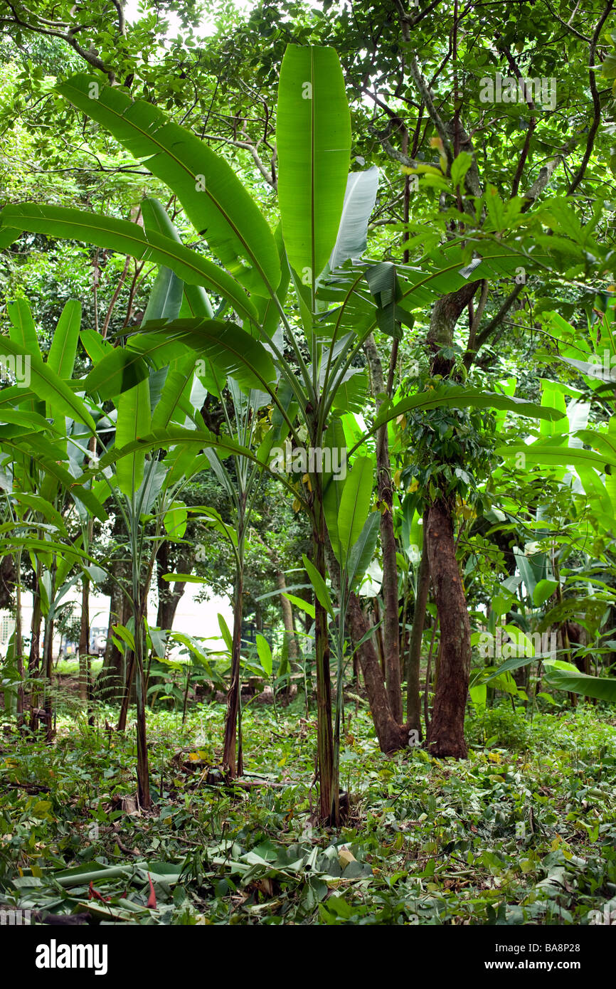 Banana tree Banque de photographies et d’images à haute résolution - Alamy
