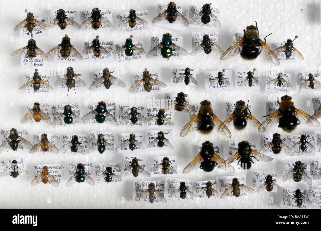 Les mouches domestiques différentes sortes close-up Photo Stock - Alamy