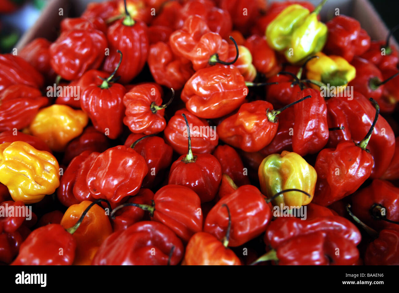 Piment le plus chaud du monde Banque de photographies et d’images à ...