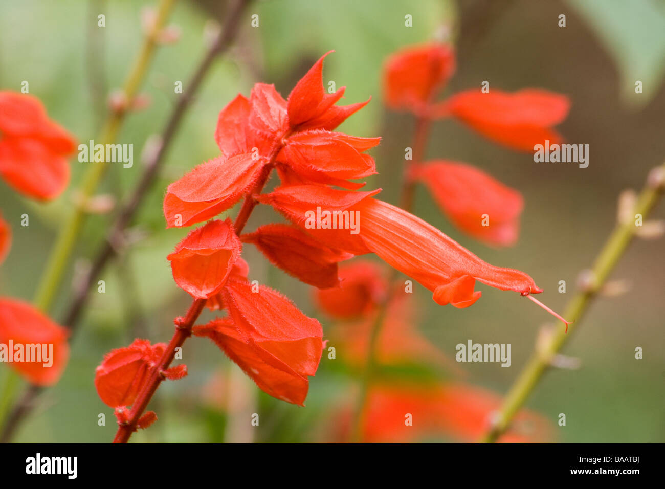 Plante de sauge écarlate Banque de photographies et d’images à haute ...