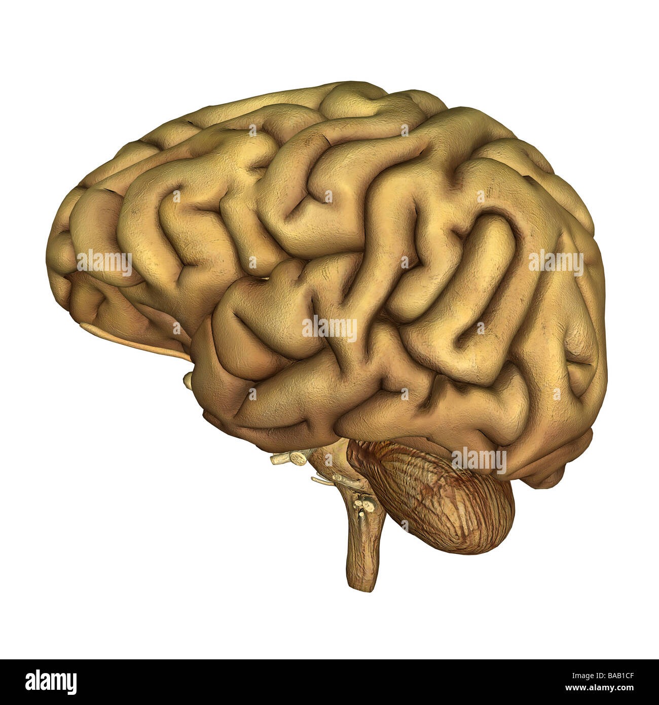 Anatomie du cerveau cortex Banque d'images détourées - Alamy