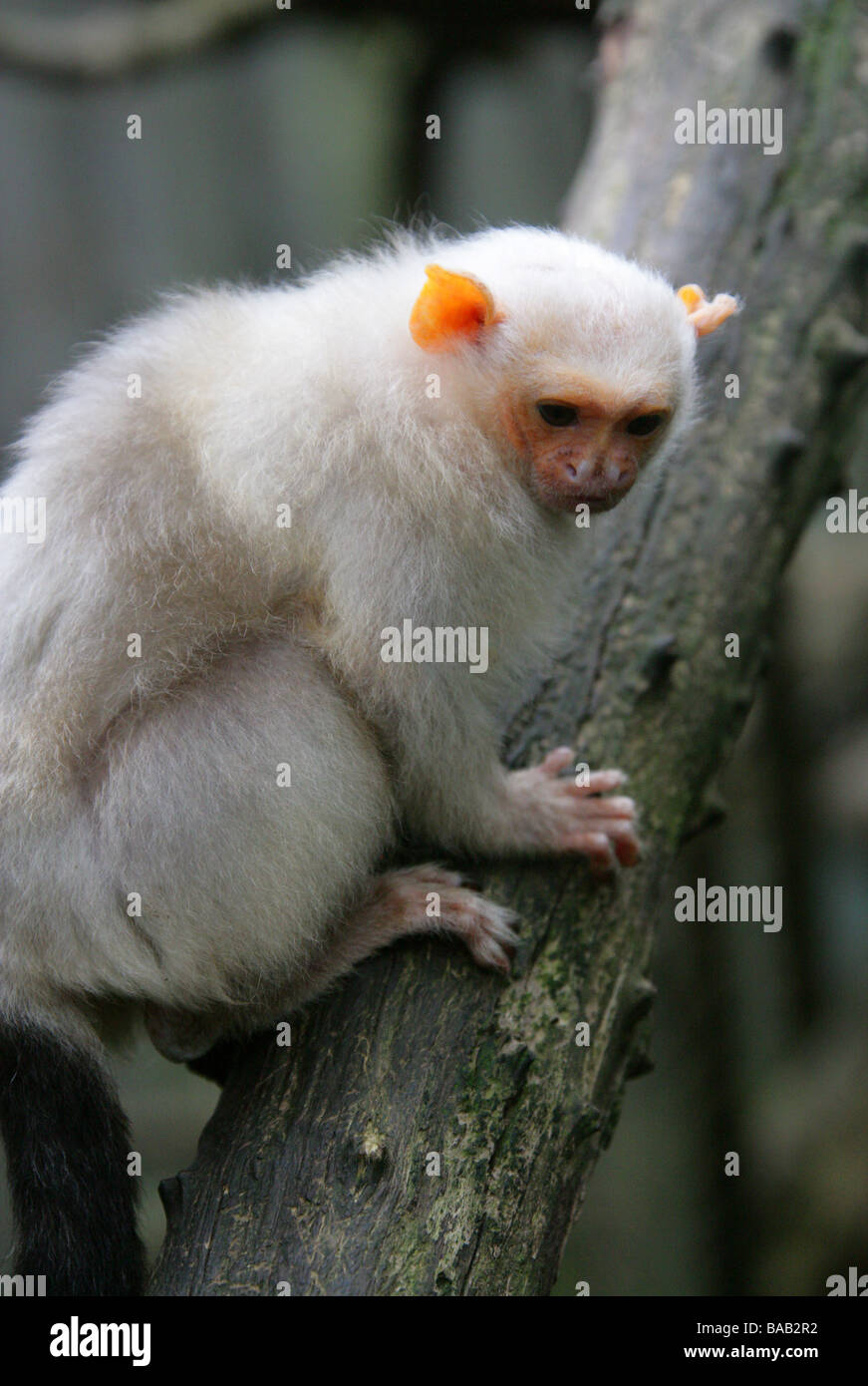 Callithrix argentata Banque de photographies et d’images à haute ...