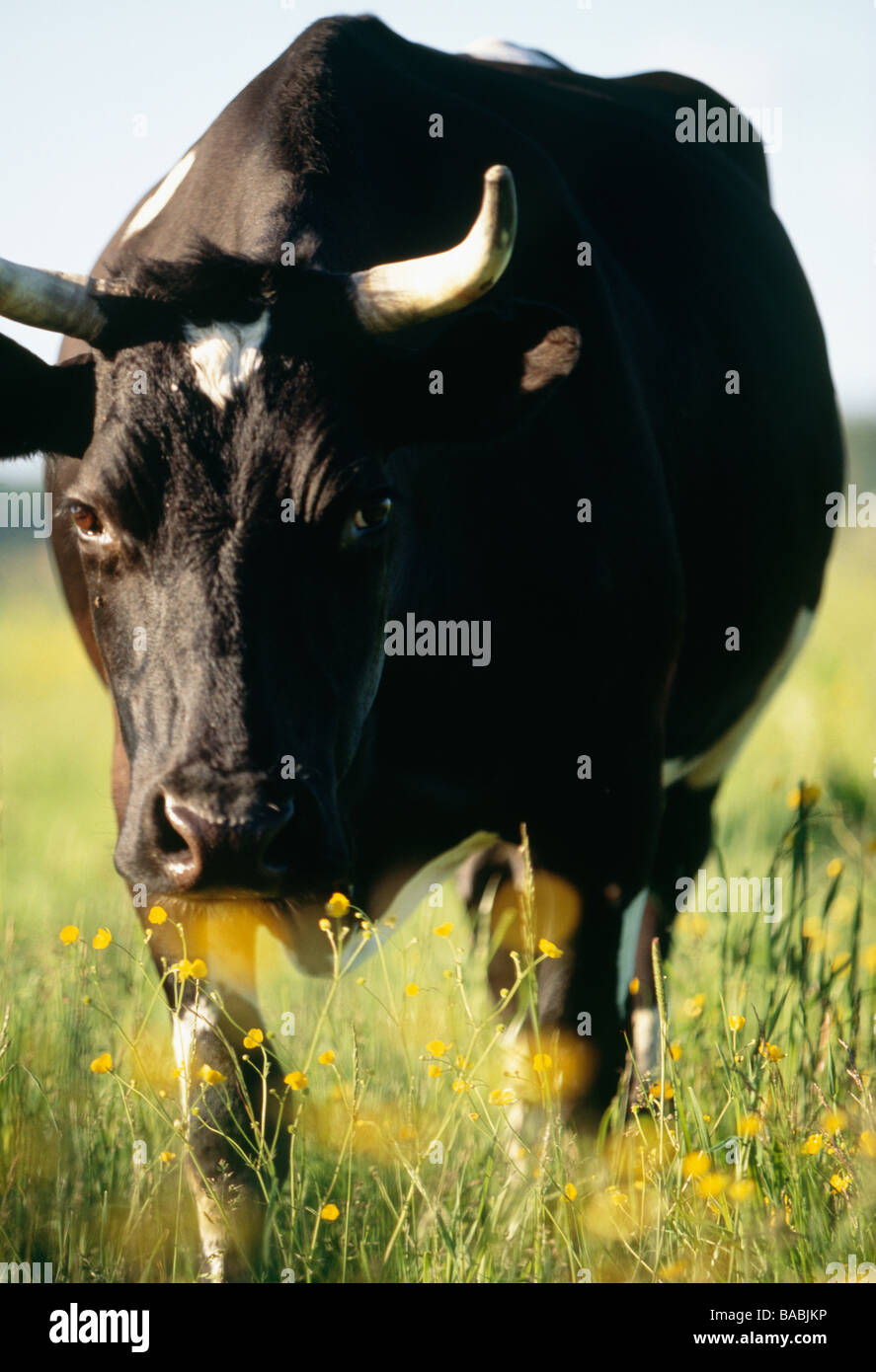 Une vache noire Banque de photographies et d’images à haute résolution ...