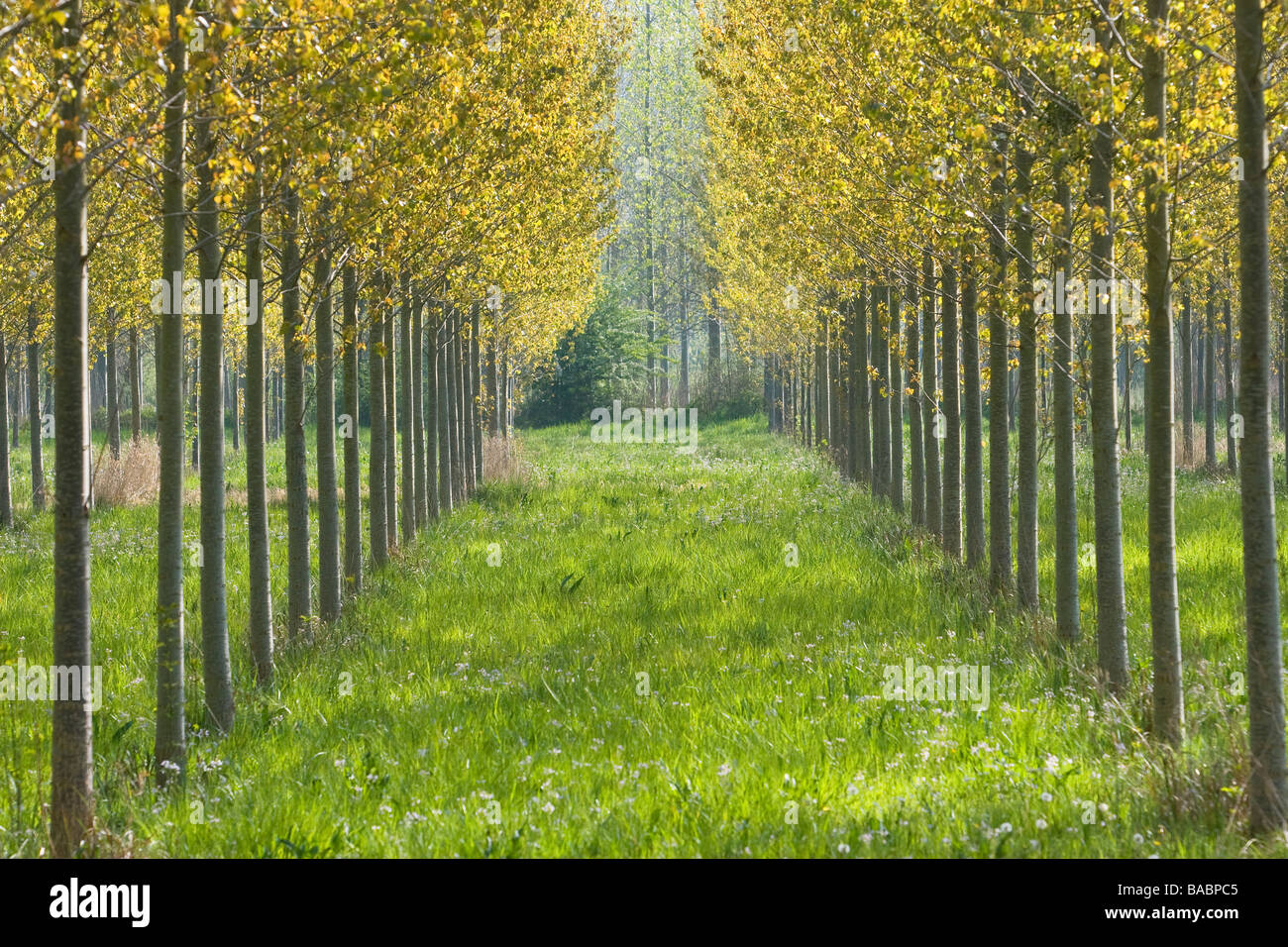 Poplar tree Banque de photographies et d’images à haute résolution - Alamy