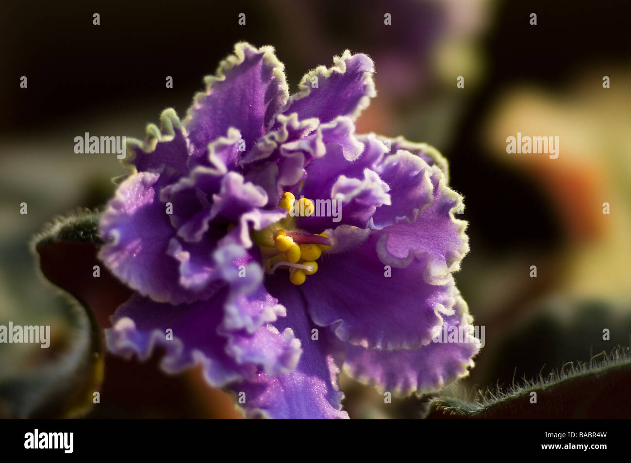 Saintpaulia ionantha violette africaine Banque d'image et photos - Alamy