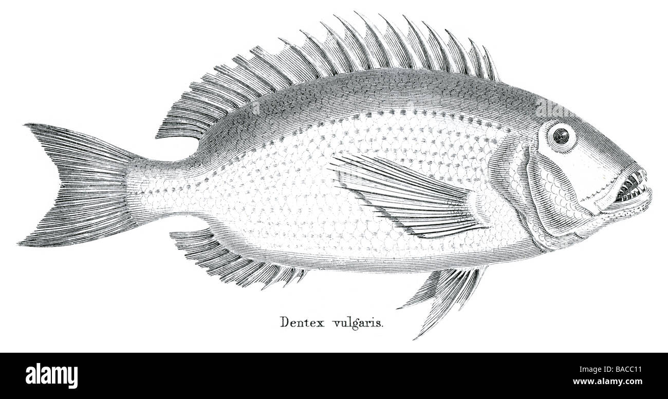 Perche poisson gravure Banque de photographies et d’images à haute ...