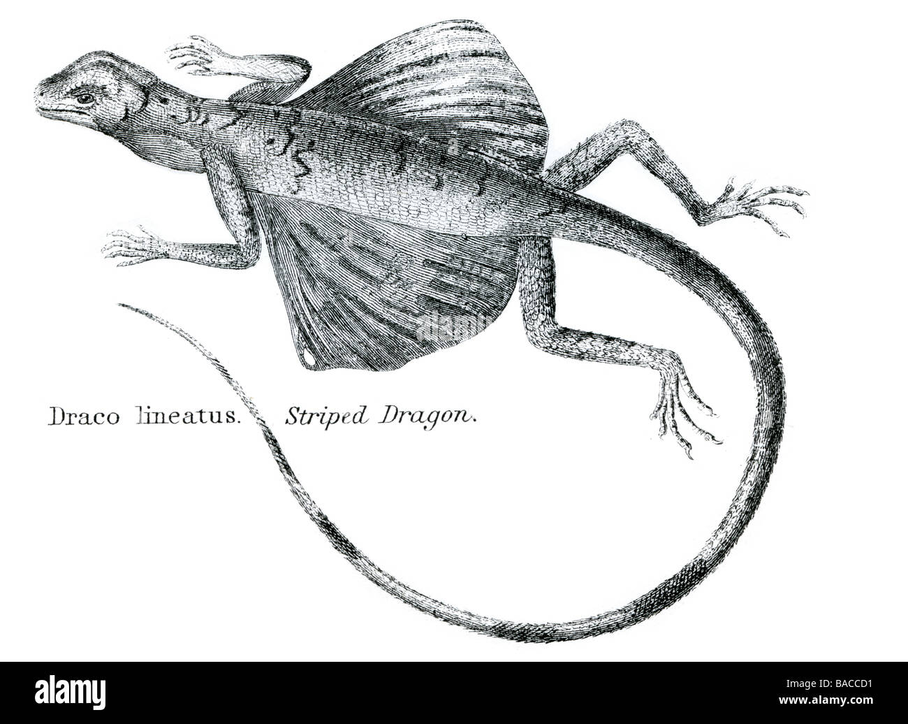 Draco lineatus Banque de photographies et d’images à haute résolution ...