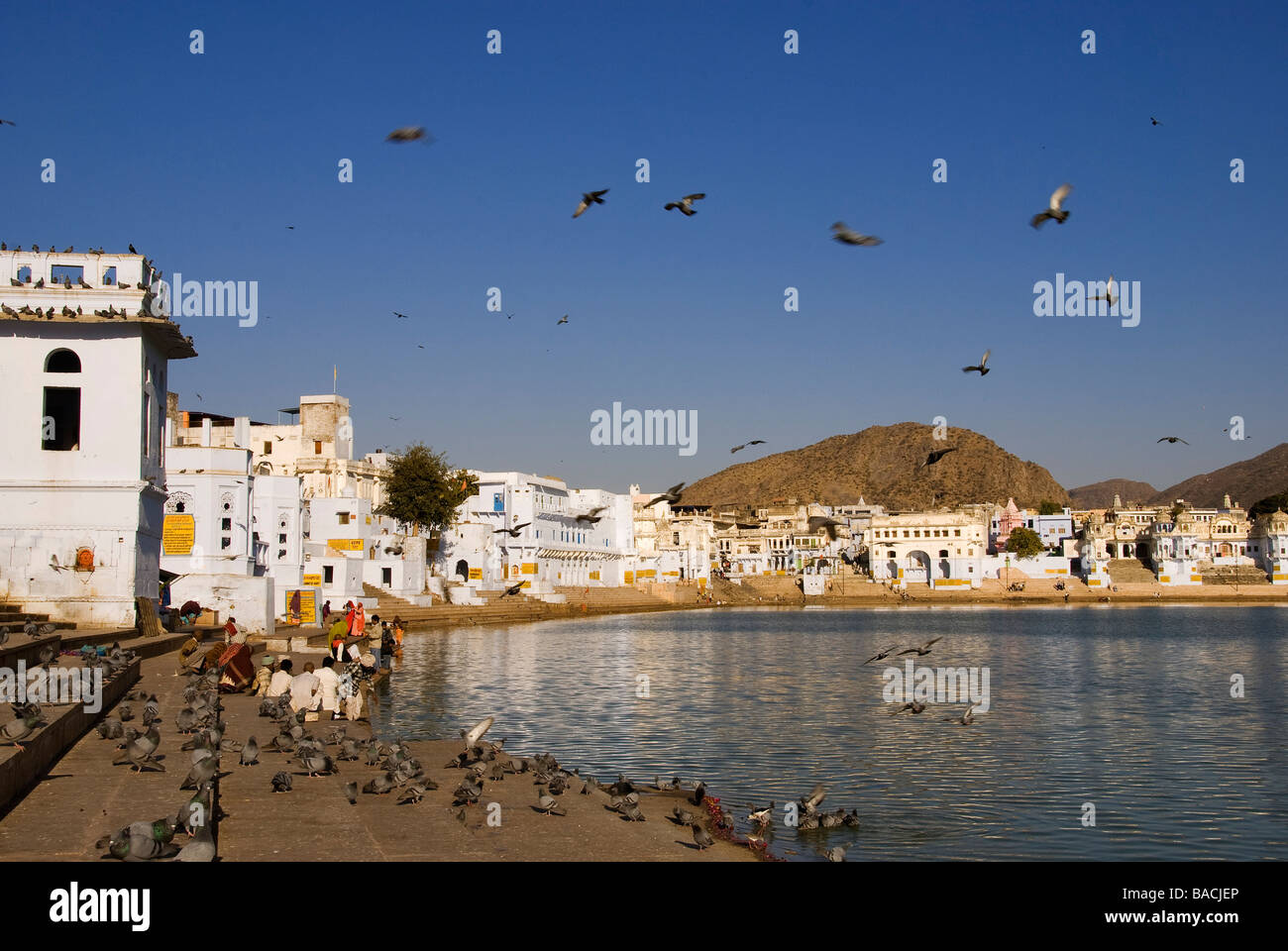 L'Inde, Rajasthan, Pushkar, banyan sacré et les ghats Photo Stock - Alamy