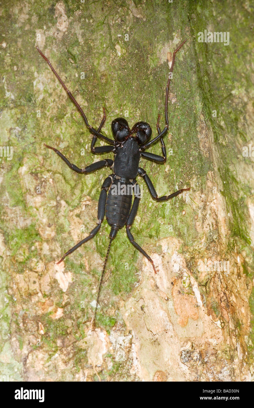 Queue de scorpion Banque de photographies et d’images à haute ...