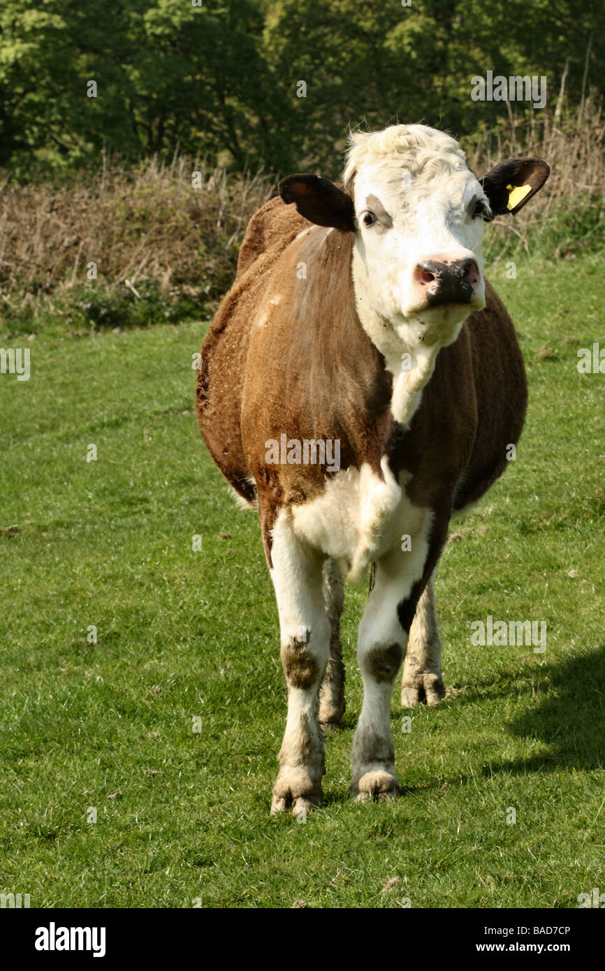 Vache dans un pâturage curieux frisonne laitière vache paissant dans ...