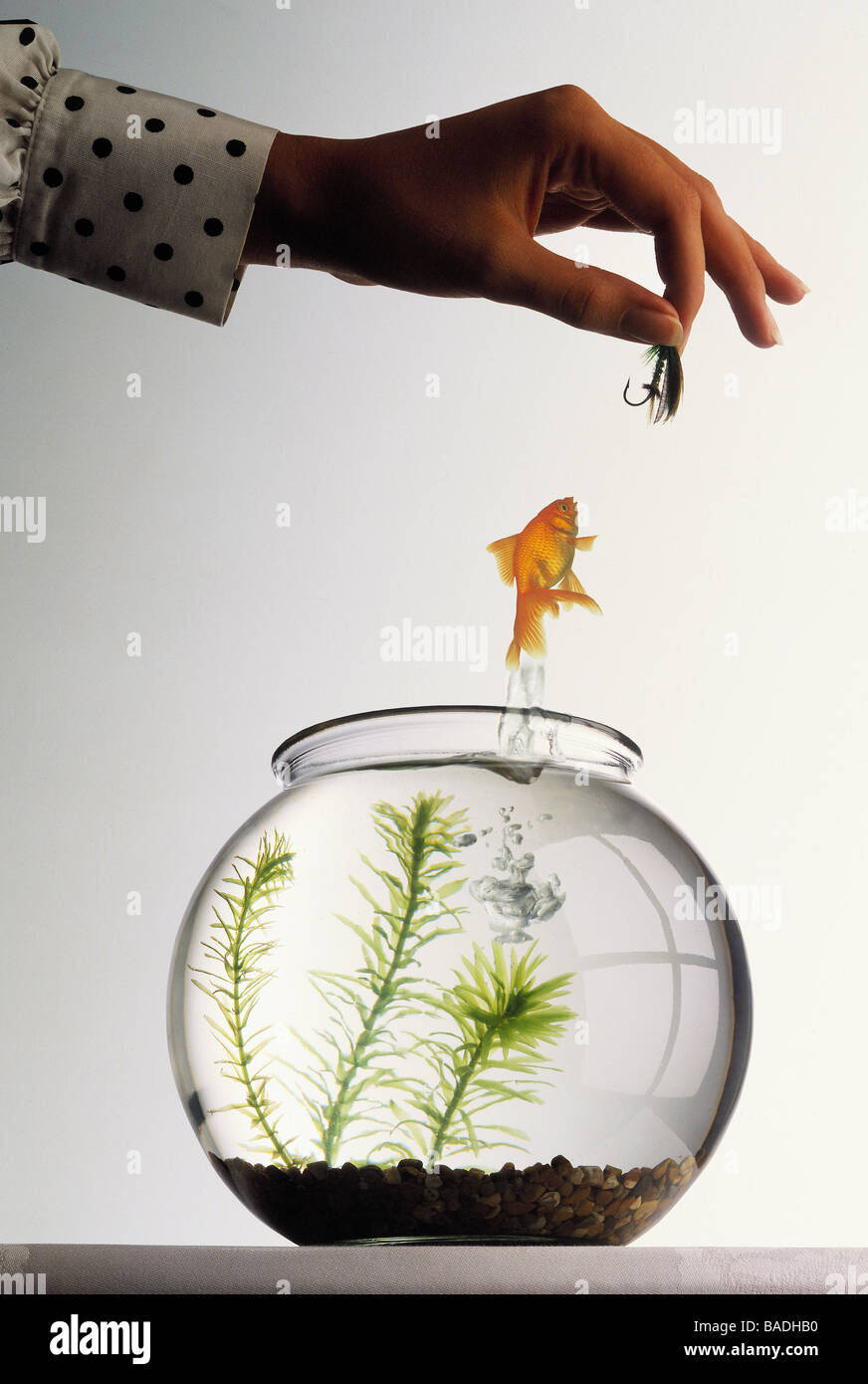 Bocal poissons rouges Banque de photographies et d’images à haute ...