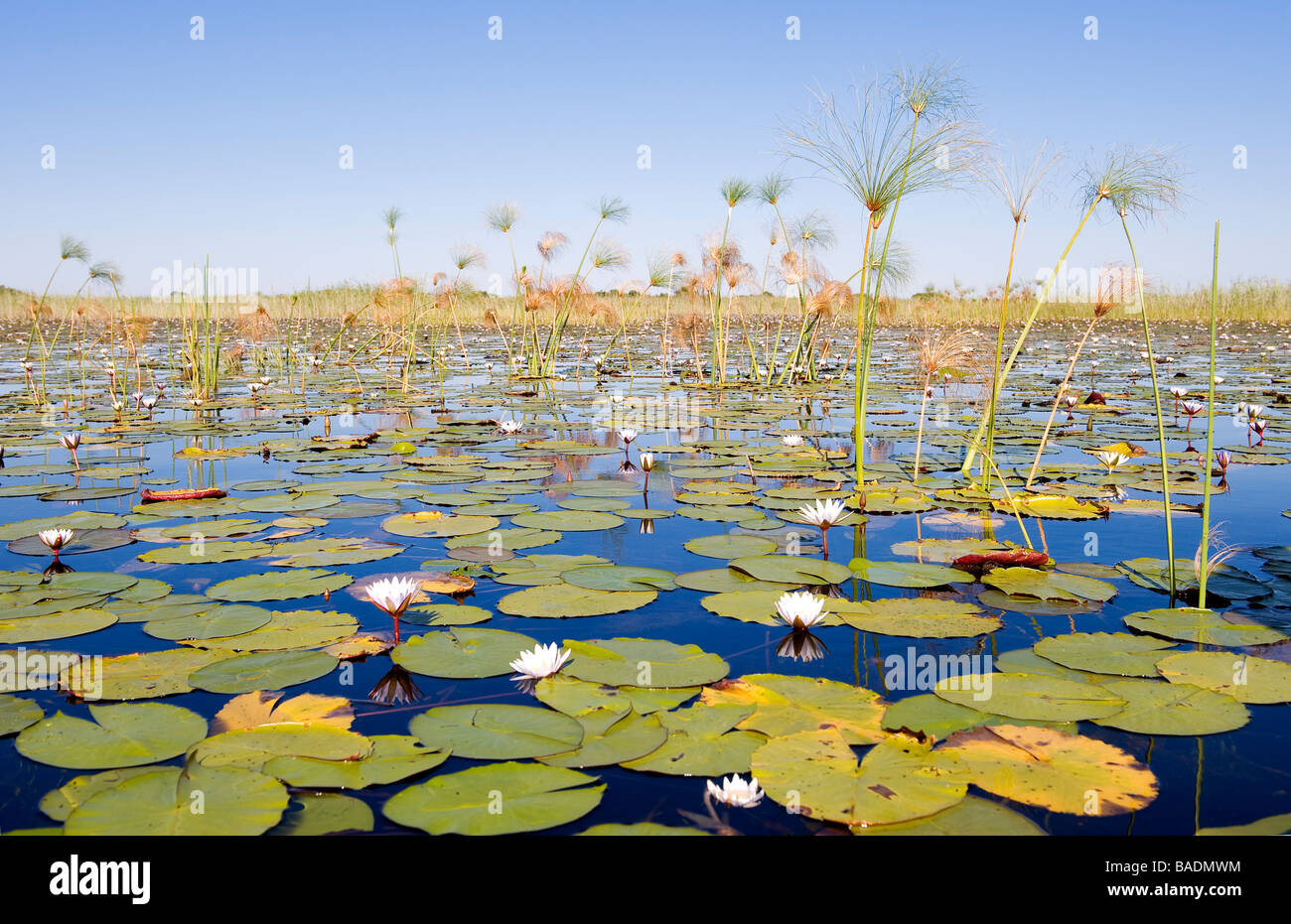 Papyrus Marsh Banque d'image et photos - Alamy