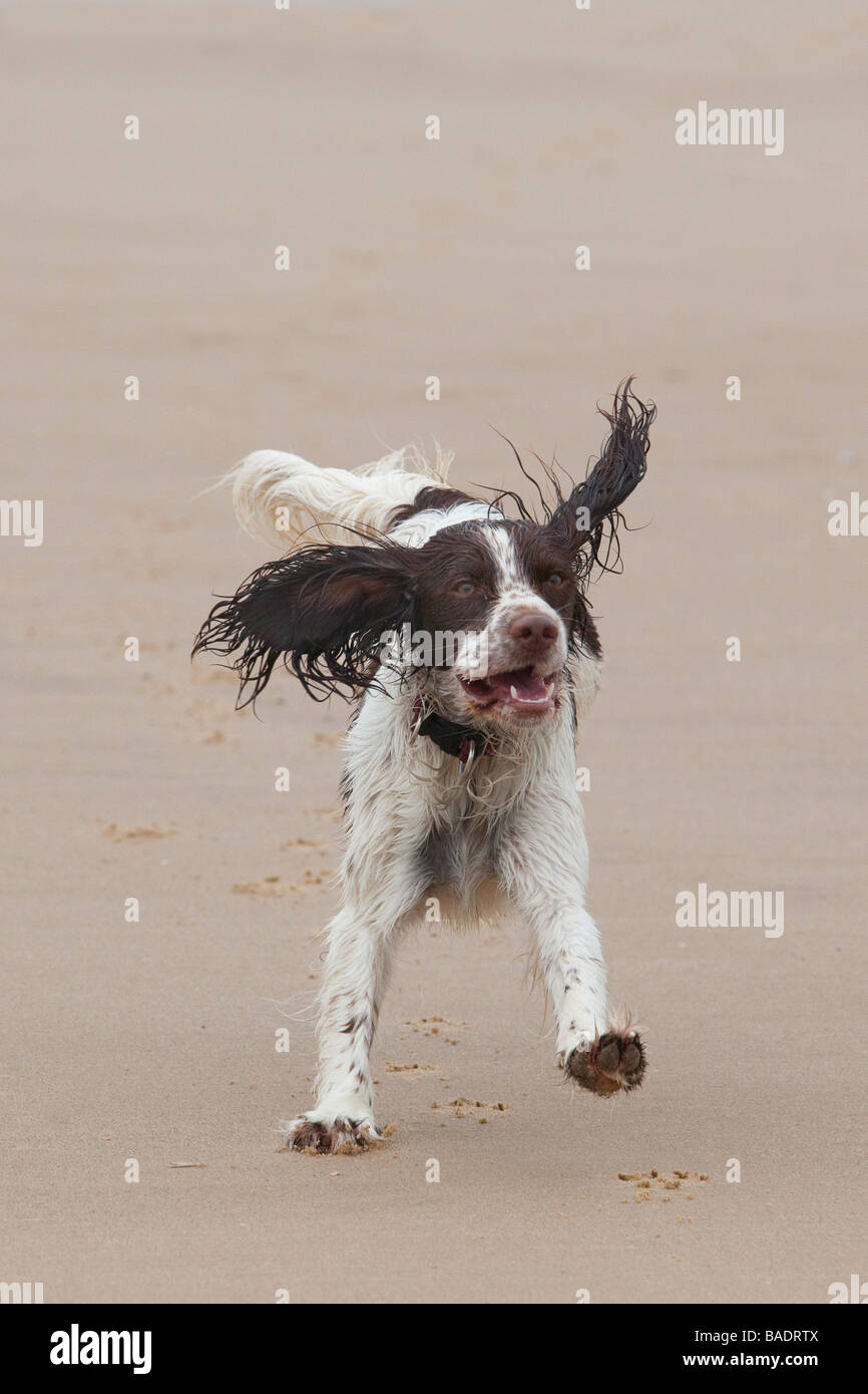 Épagneul Anglais Springer Banque d'image et photos - Alamy