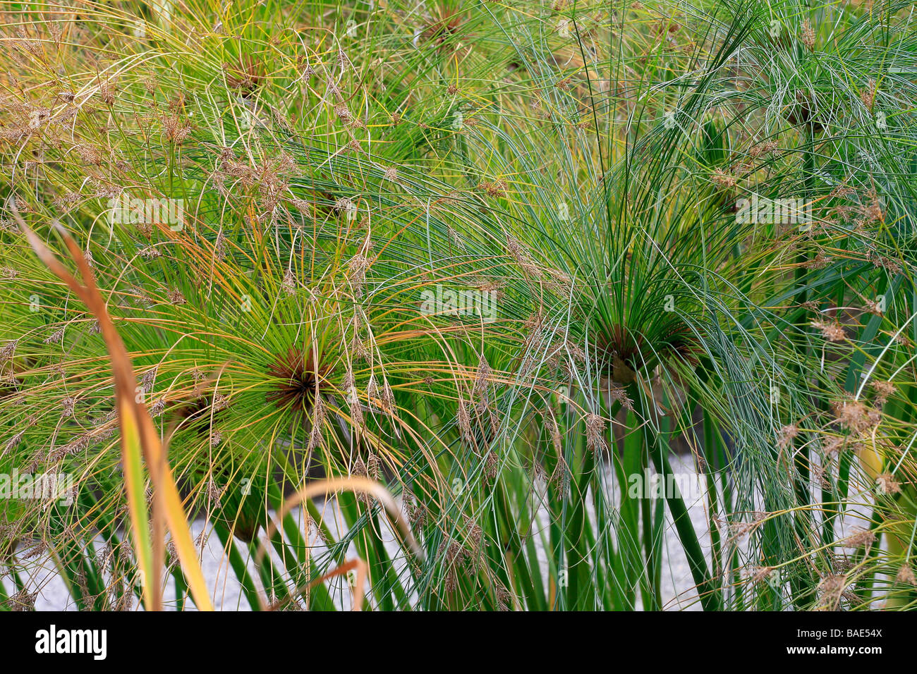 Papyrus cyperus papyrus Banque de photographies et d’images à haute ...