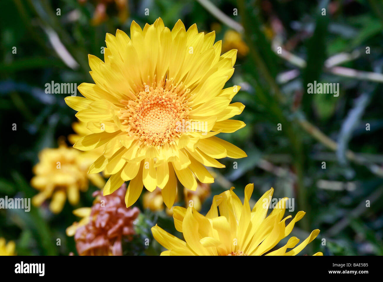 Grindelia chiloensis Banque de photographies et d’images à haute ...