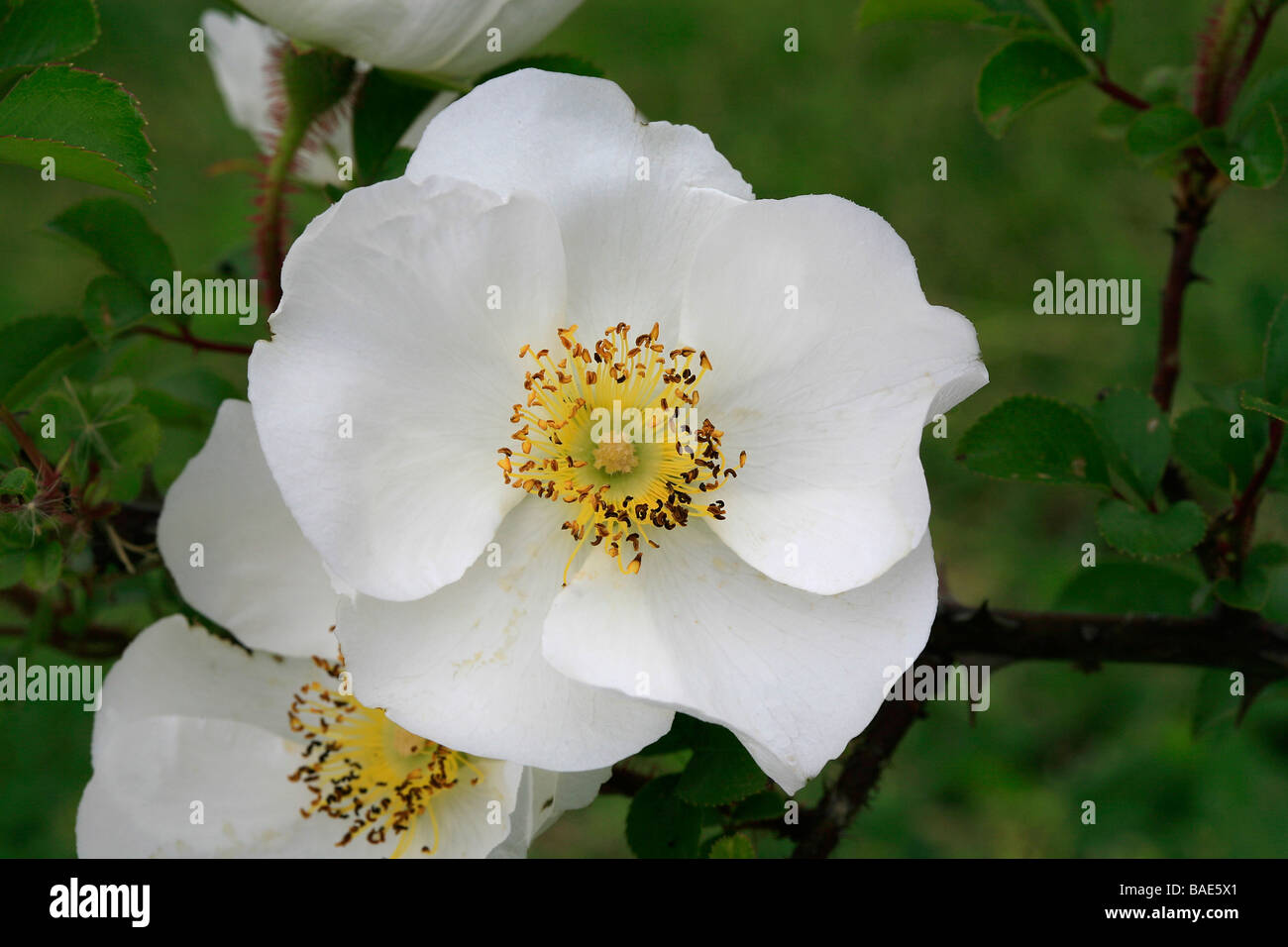 Rosa laevigata Banque de photographies et d’images à haute résolution ...