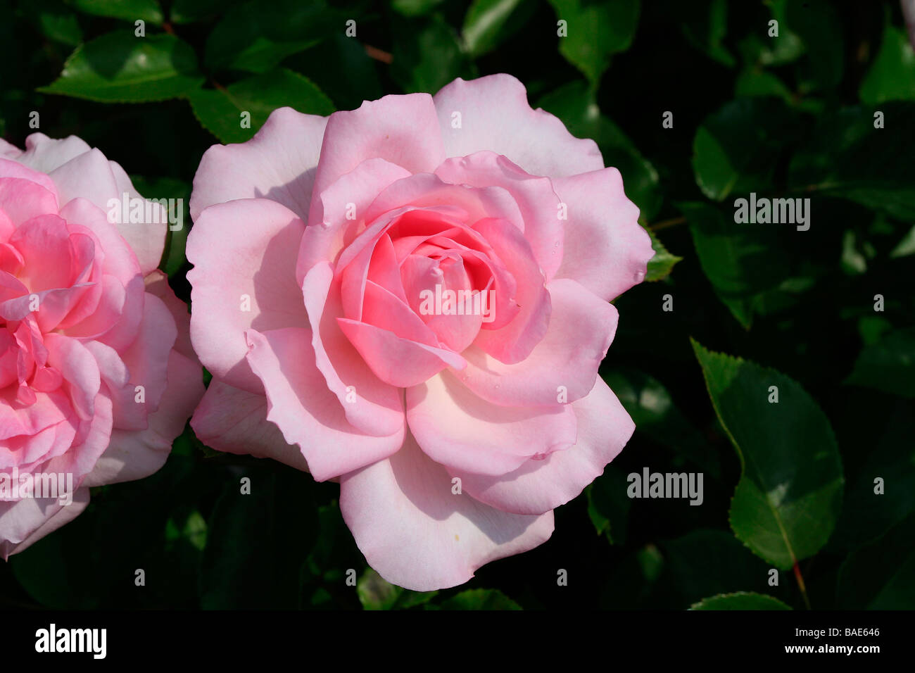 Roseraie du chatelet Banque de photographies et d’images à haute ...