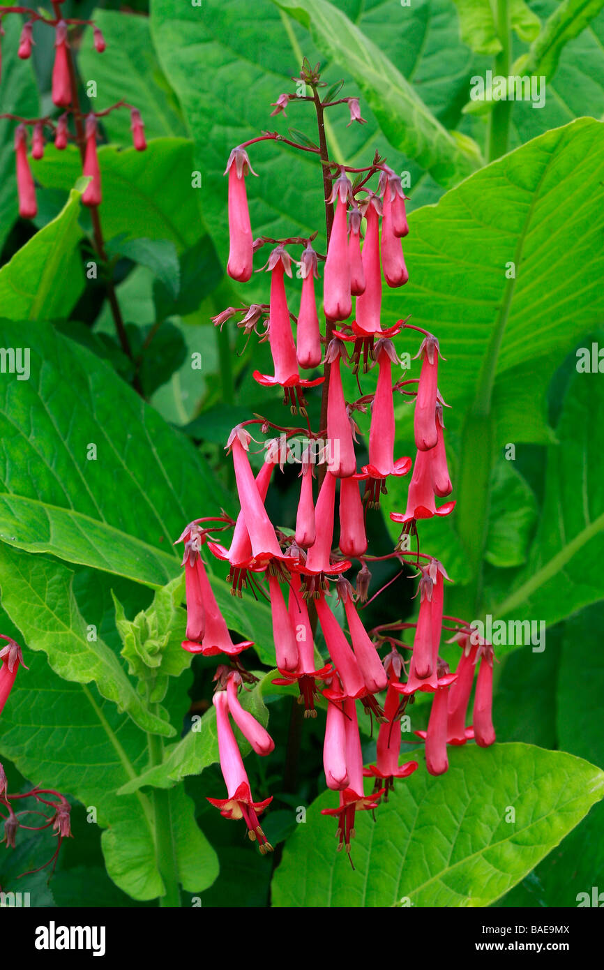 Phygelius rectus Banque de photographies et d’images à haute résolution ...