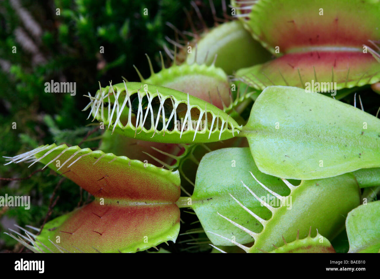 Dionaea muscipula Banque de photographies et d’images à haute ...