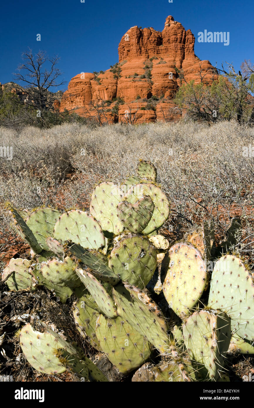 Sentier de cactus Banque de photographies et d’images à haute ...