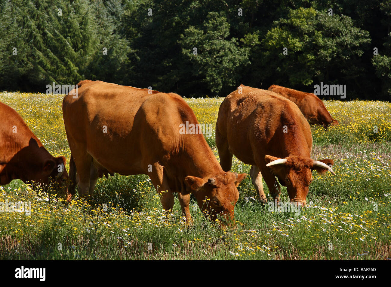 Limousin vaches qui paissent dans un champ rempli de fleurs sauvages derrière forestiers ...