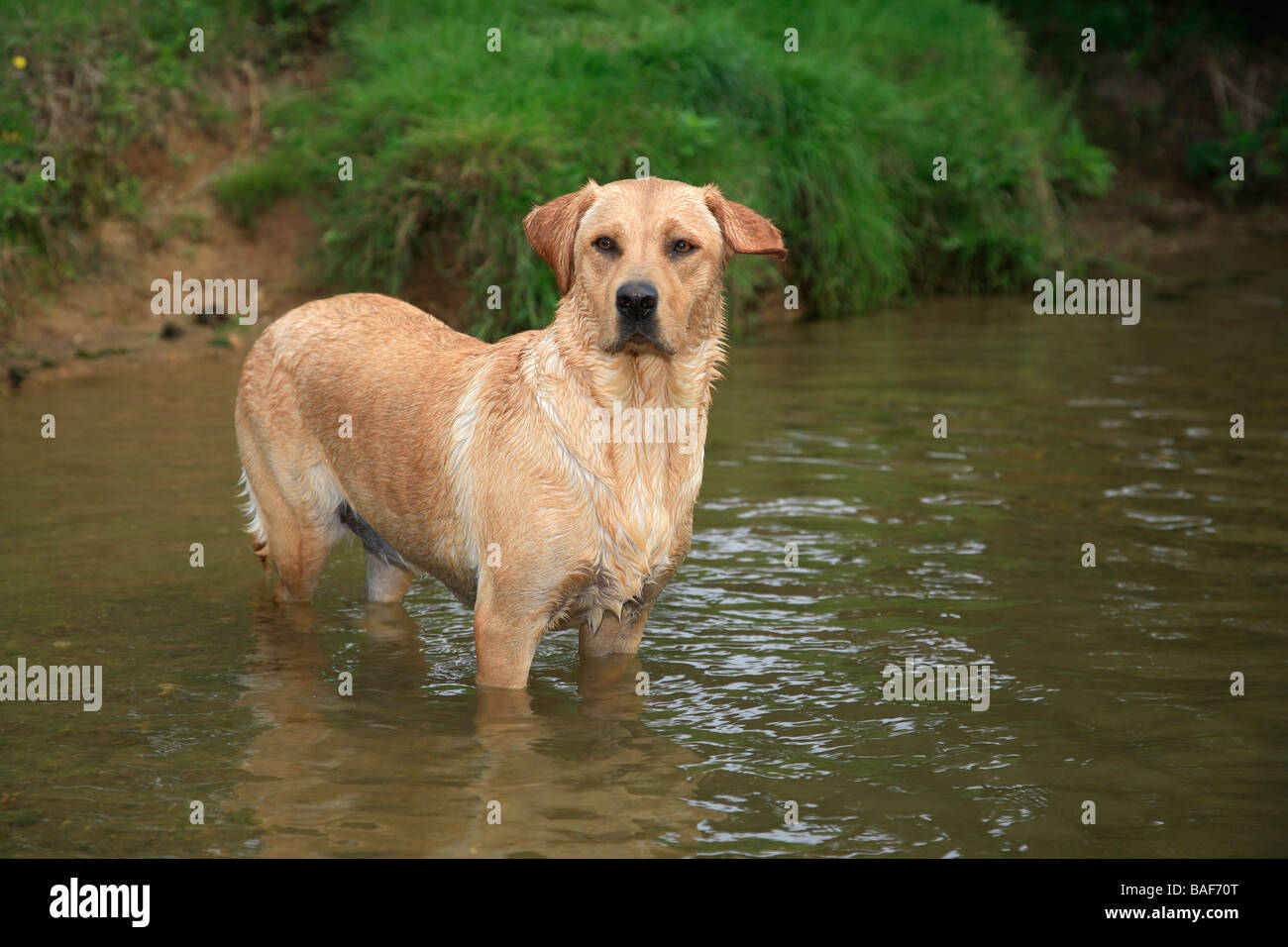 Arbre généalogique Golden Labrador chienne chien par une rivière après ...