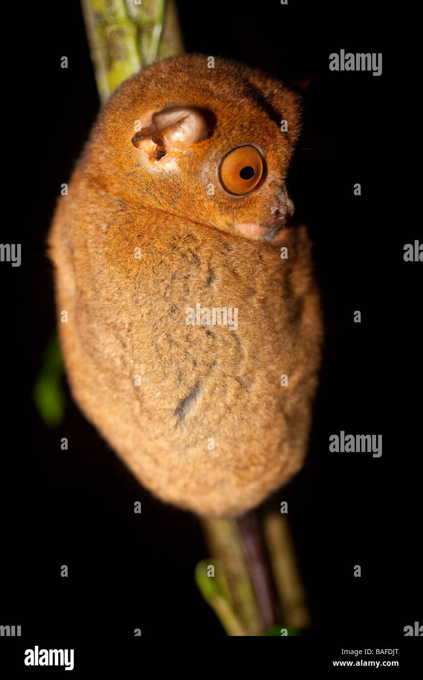 Western tarsier tarsius bancanus Banque de photographies et d’images à ...
