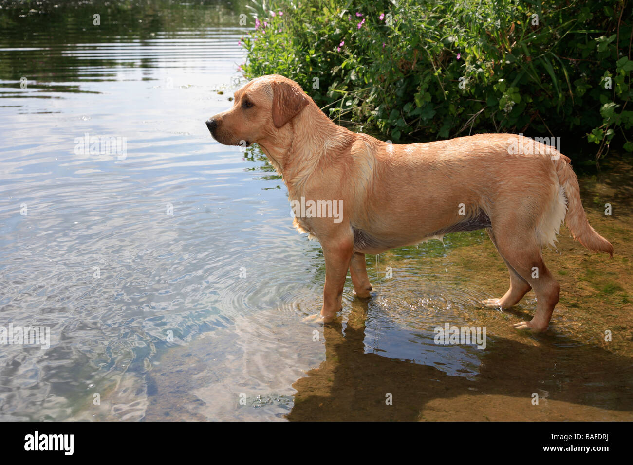 Arbre généalogique Golden Labrador chienne chien par une rivière après ...