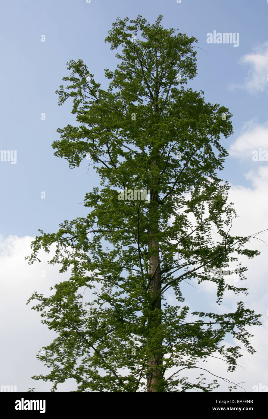 Métasequoia Glyptostroboides Banque d'image et photos - Alamy