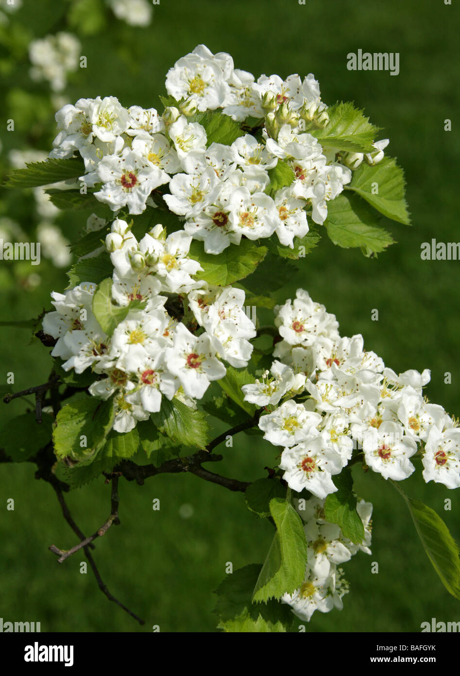 Aubépine duveteuse ou rouge, Aubépine Crataegus mollis, Rosaceae, Nord ...