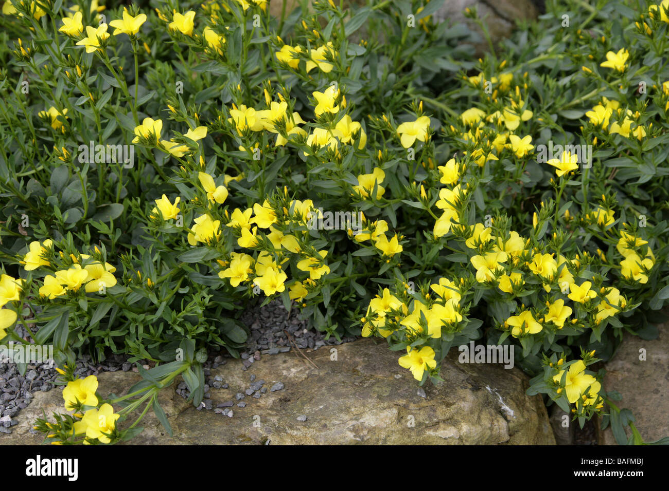 Arbre lin linum arboreum Banque de photographies et d’images à haute ...