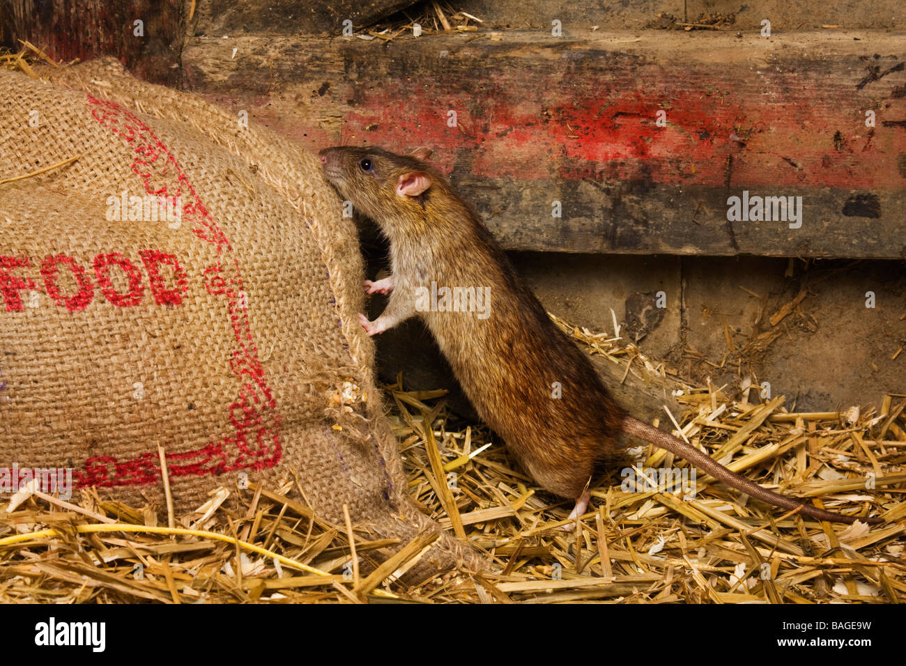 Rat brun Banque de photographies et d’images à haute résolution - Alamy