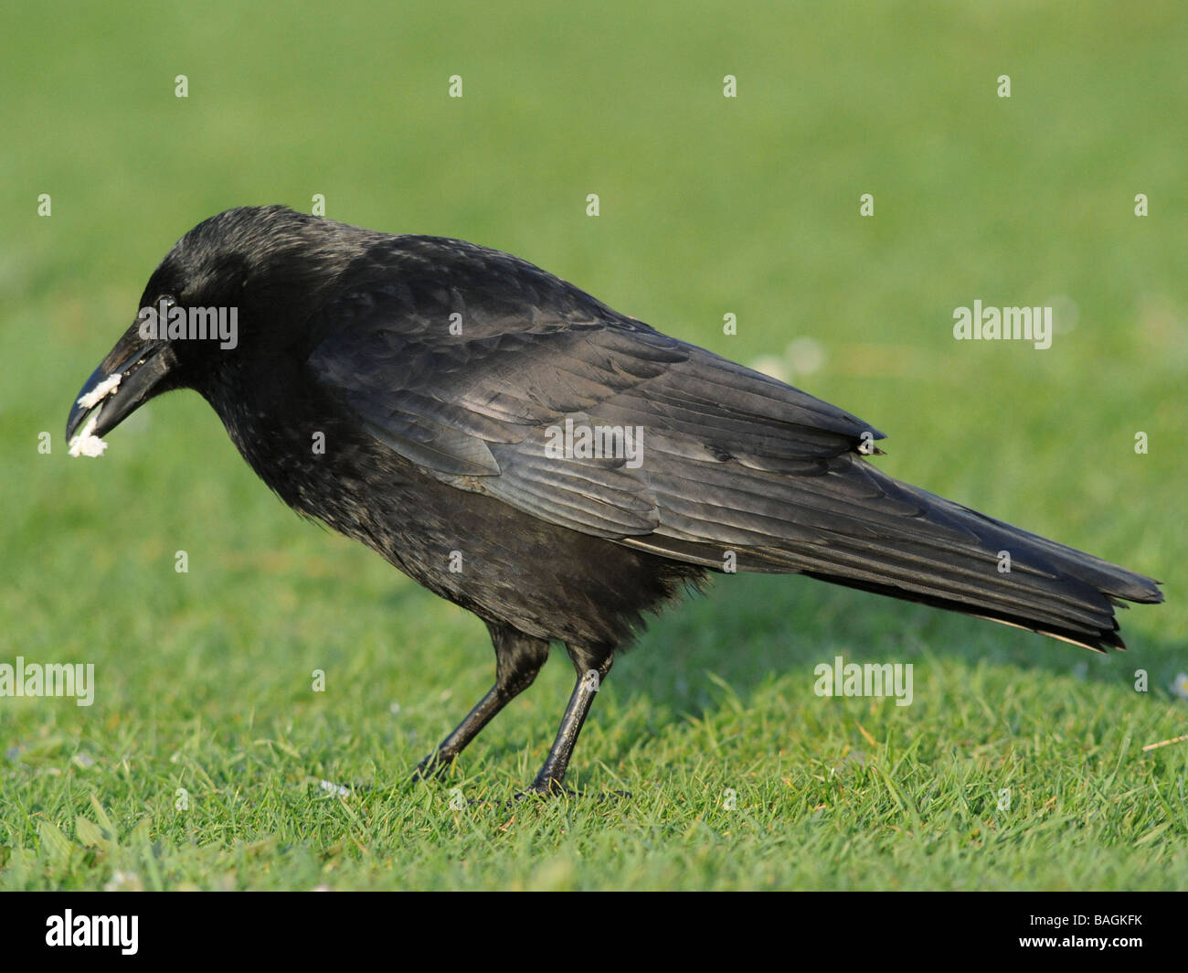 Un corbeau noir Banque de photographies et d’images à haute résolution ...