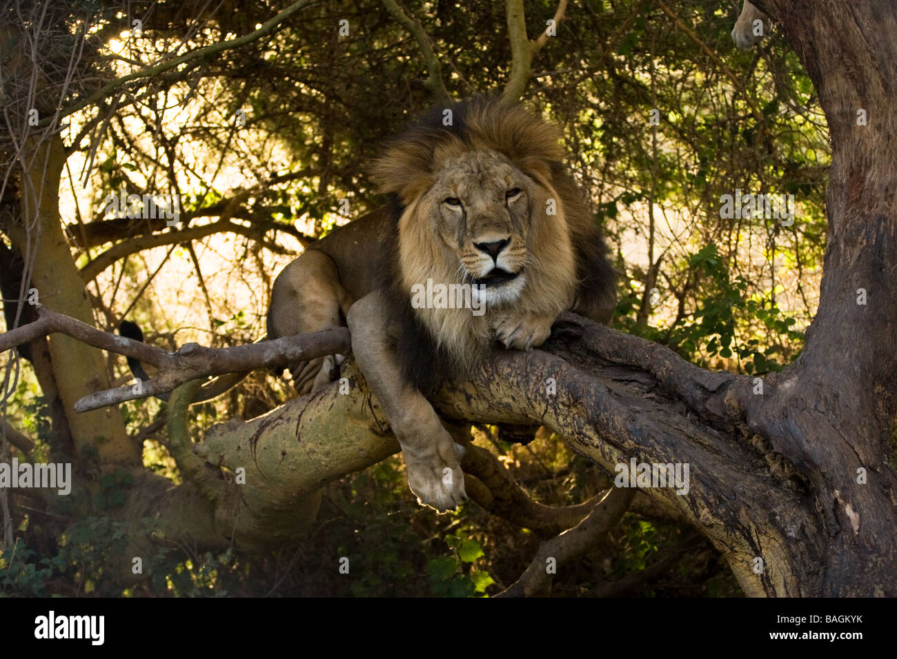 Arbre à lions Banque de photographies et d’images à haute résolution ...
