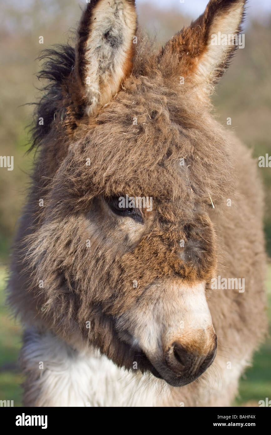 Donkey face portrait ears Banque de photographies et d’images à haute ...