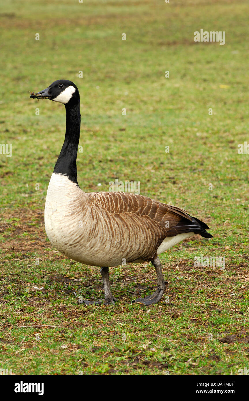 Bernache du canada portrait de branta canadensis Banque de ...