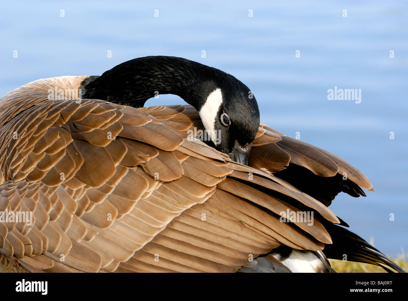 Primping Banque de photographies et d’images à haute résolution - Alamy