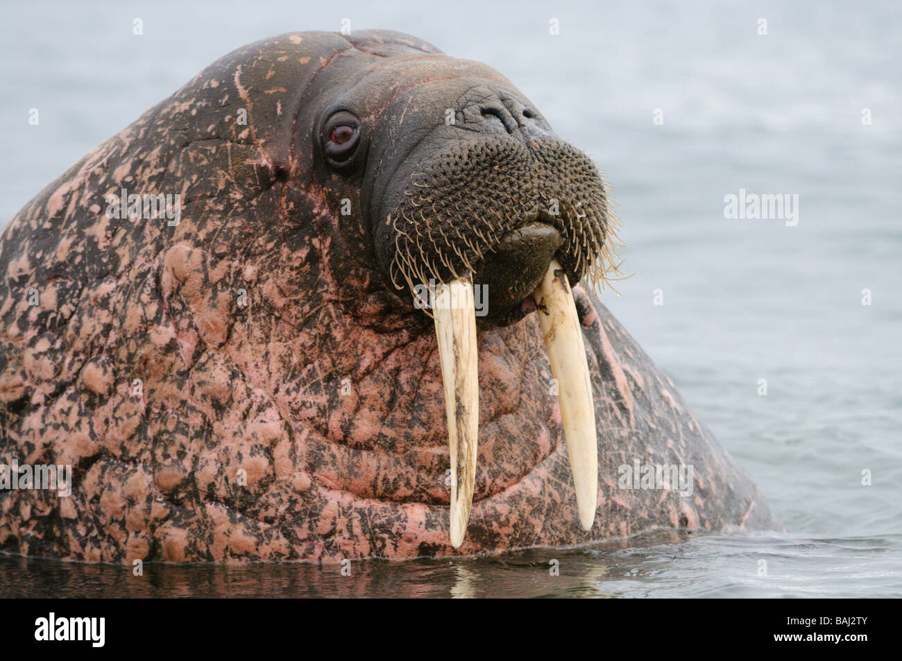 Anatomie du morse Banque de photographies et d’images à haute ...