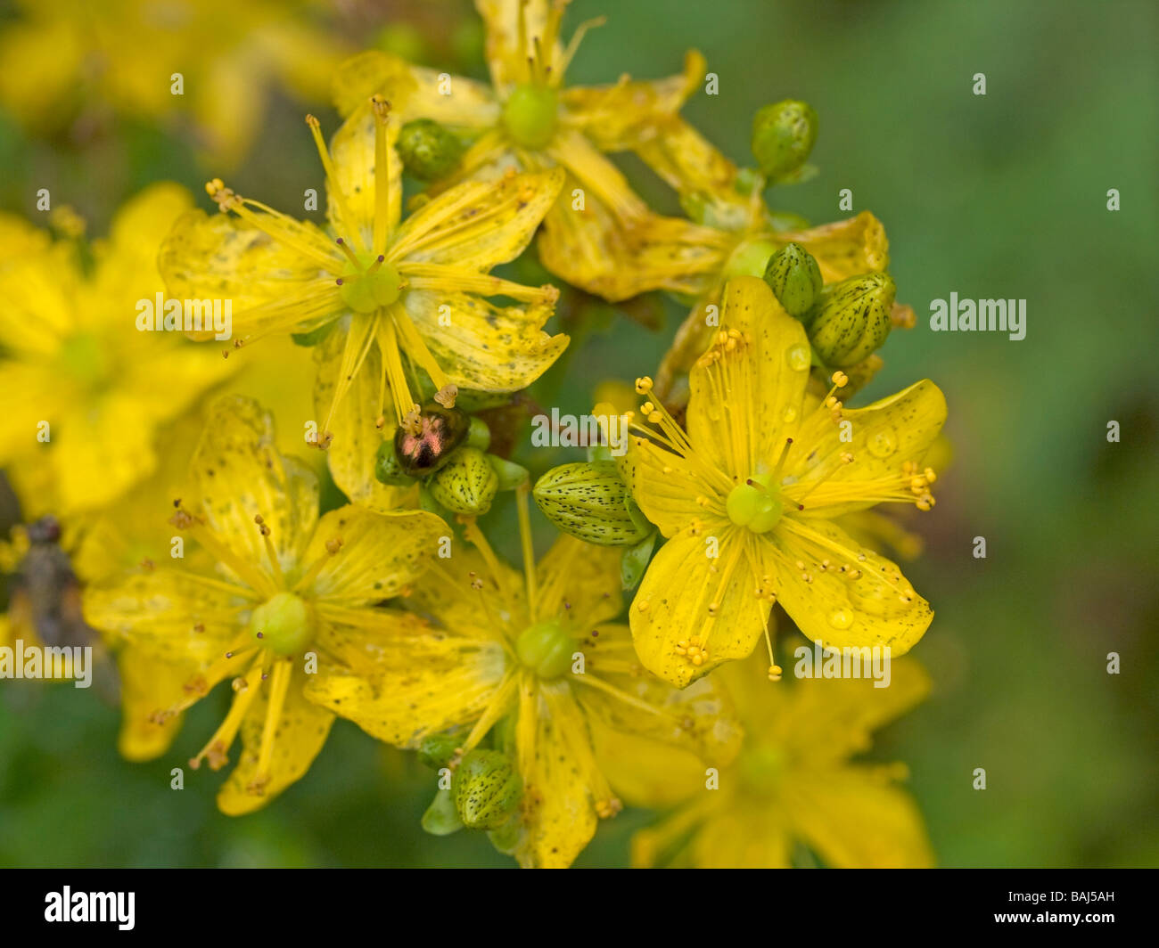 Fleurs de St Johns Millepertuis Hypericum perforatum withgold beetle ...