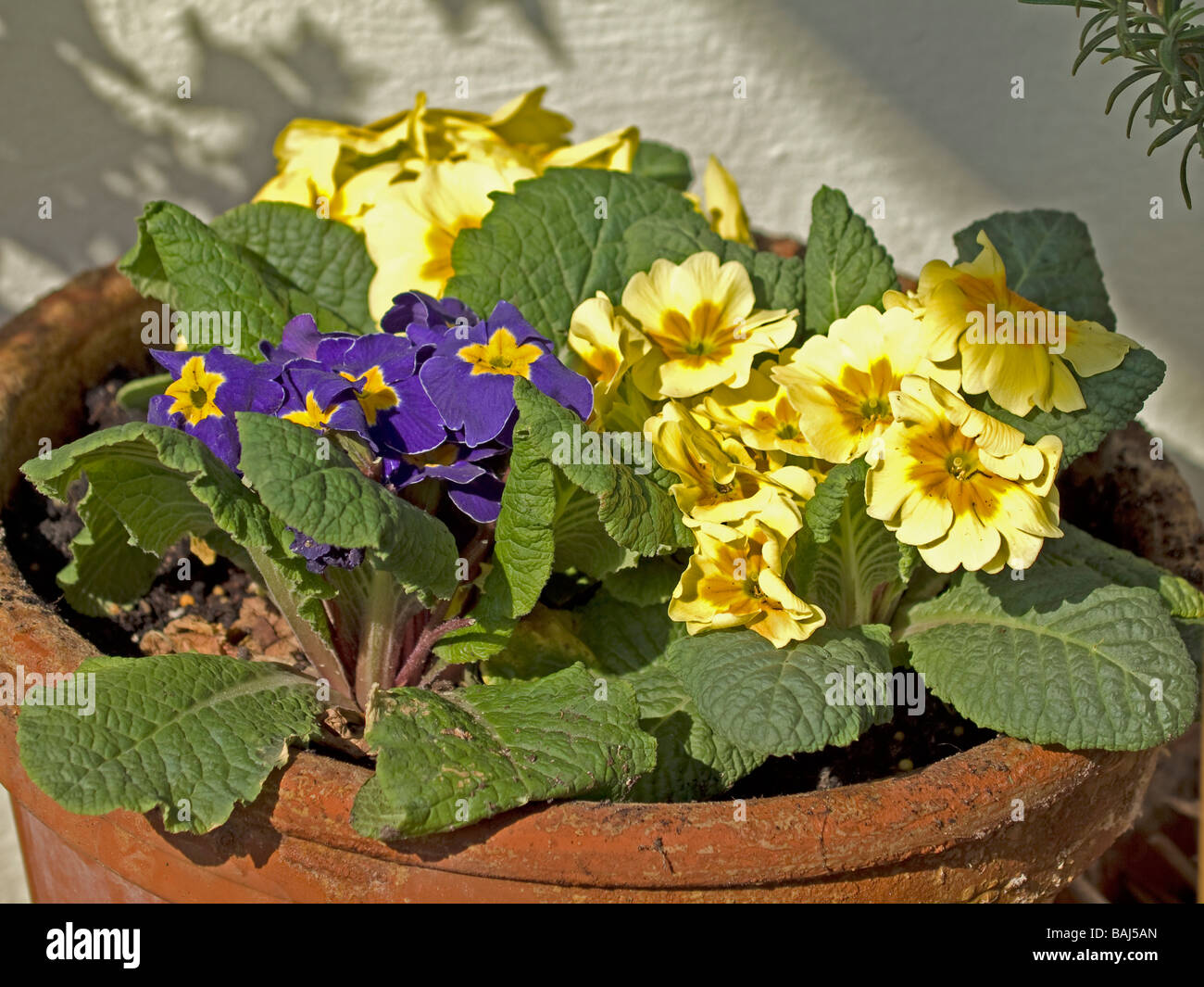Primula vulgaris pot Banque de photographies et d’images à haute ...