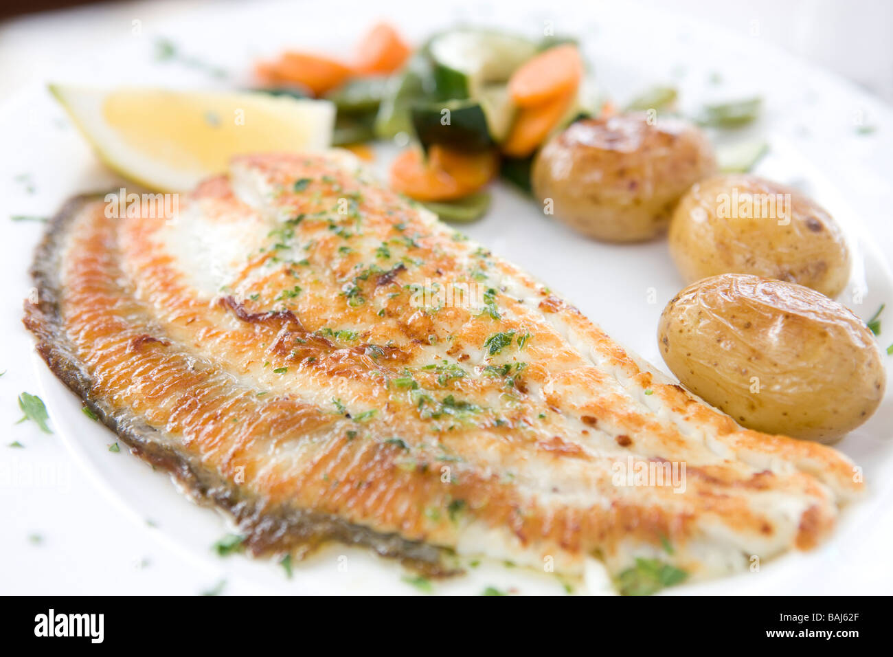Sole fish Banque de photographies et d’images à haute résolution - Alamy