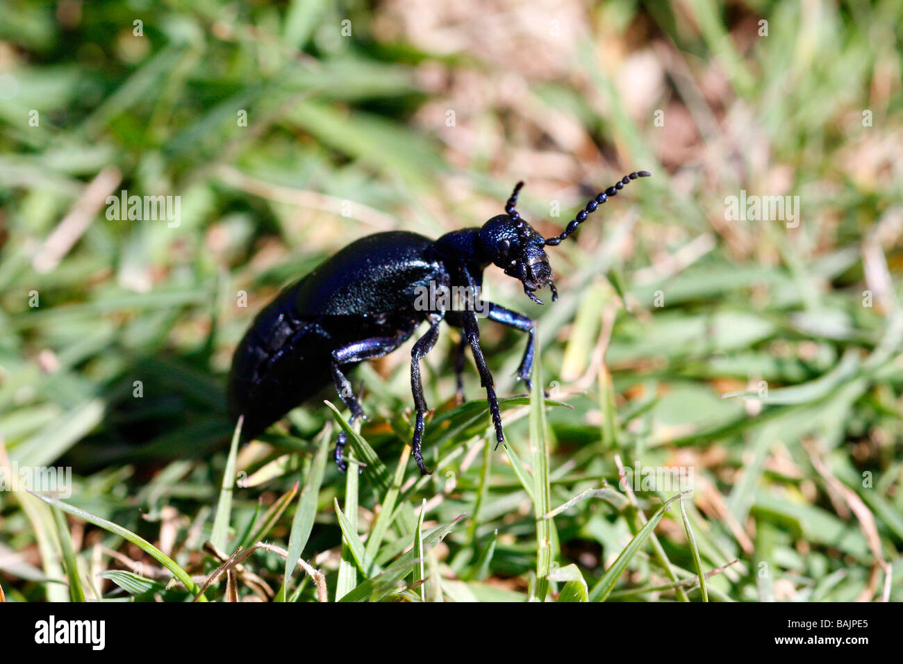 Coach horse Banque de photographies et d’images à haute résolution - Alamy