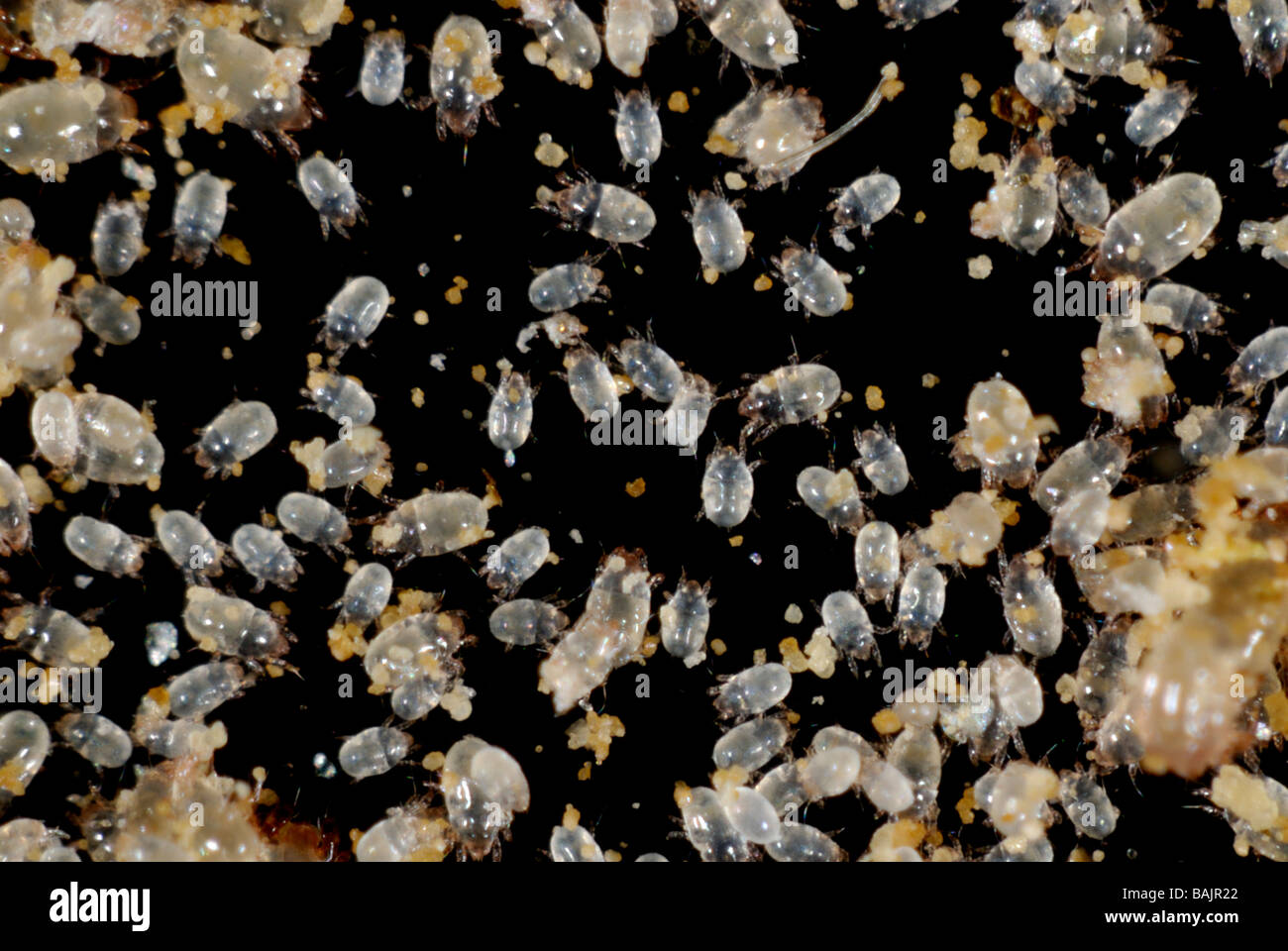 Grain mites acarus siro Banque de photographies et d’images à haute ...