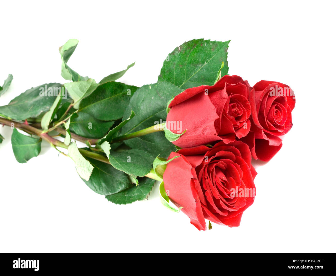 Belles roses rouges sur fond blanc Photo Stock - Alamy