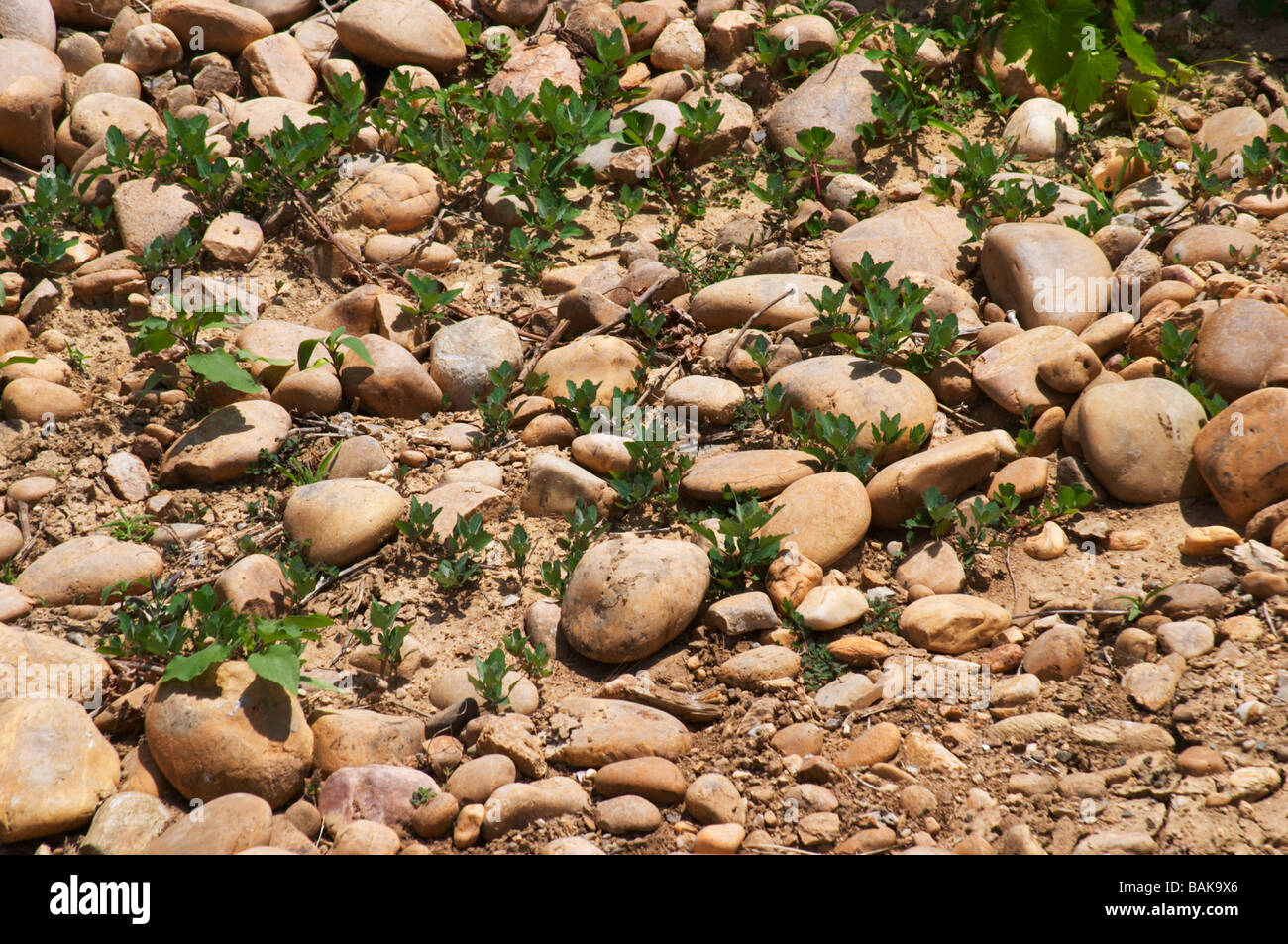 Détail du sol avec galets roules chateauneuf du pape rhone france Photo ...