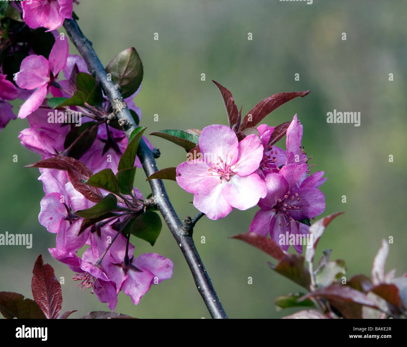 Malus cardinal Banque de photographies et d’images à haute résolution ...